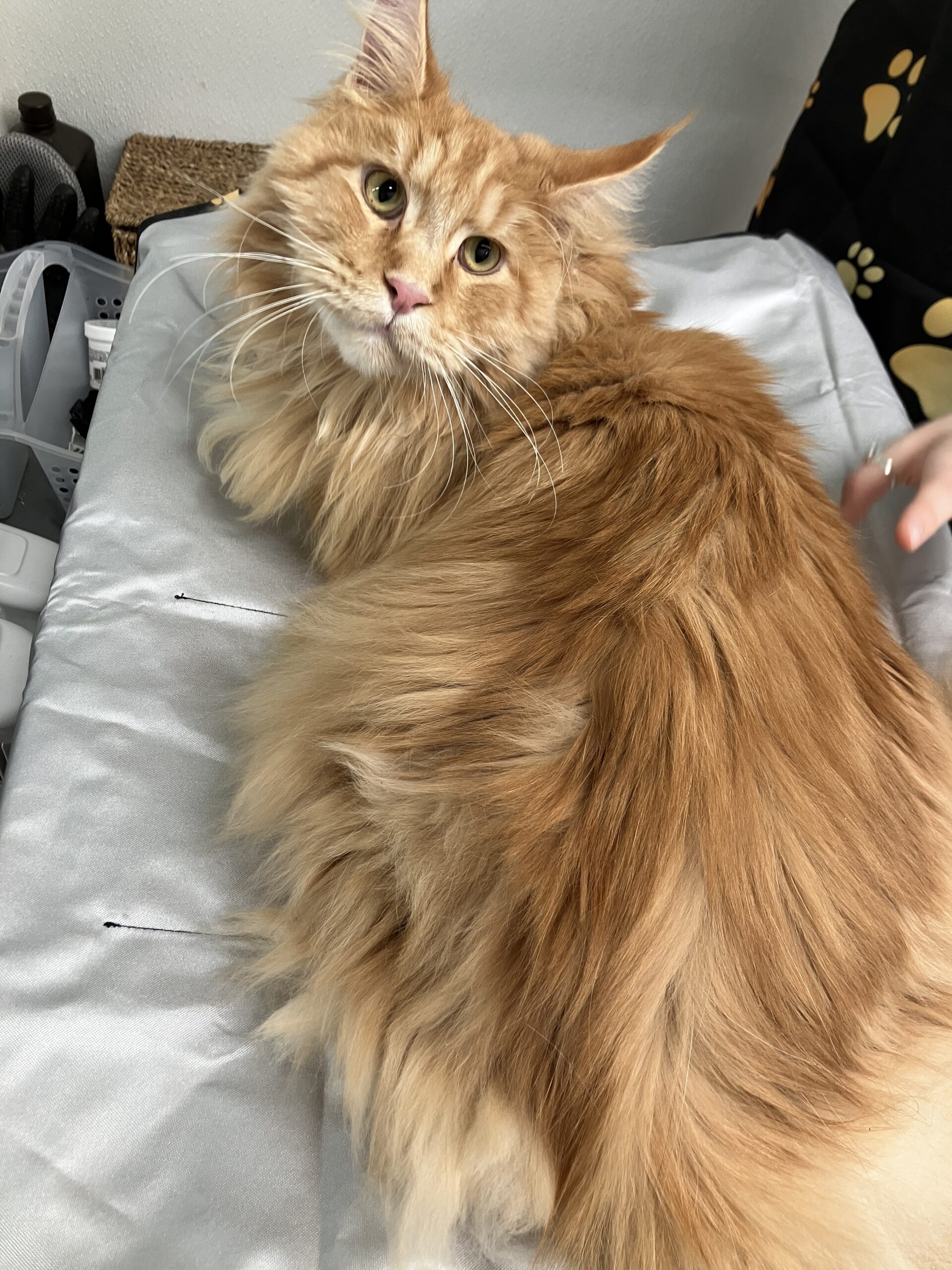 Zen Cat Grooming in Rochester Hills, MI | Cat Spa & Grooming Experts