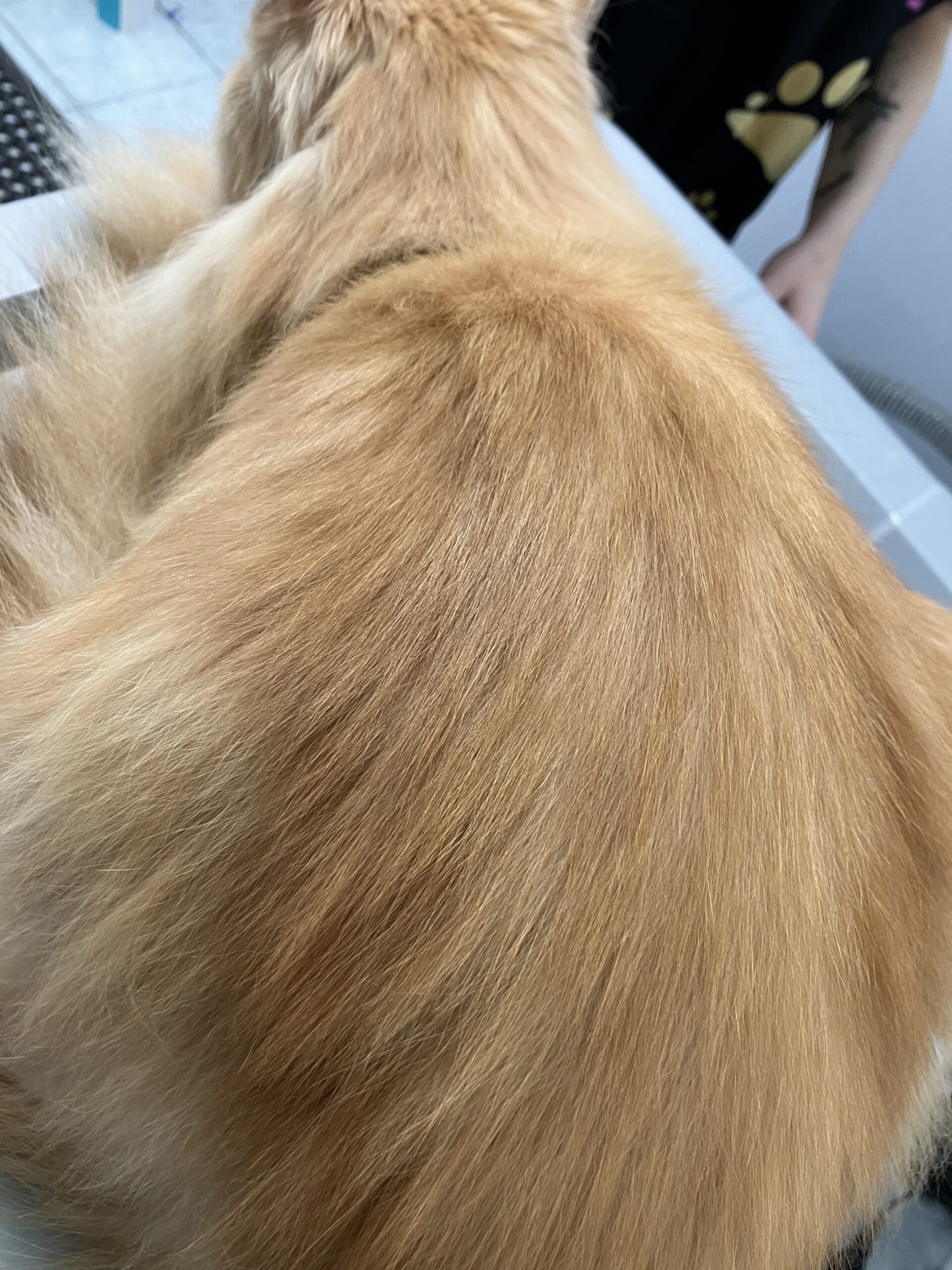 Zen Cat Grooming in Rochester Hills, MI | Cat Spa & Grooming Experts