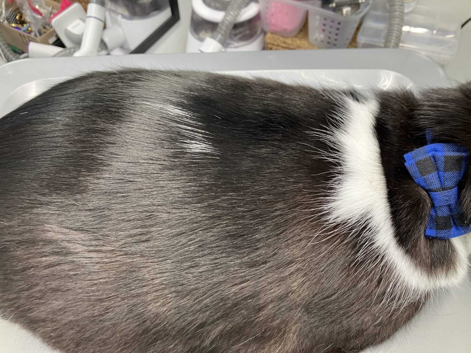 Zen Cat Grooming in Rochester Hills, MI | Cat Spa & Grooming Experts