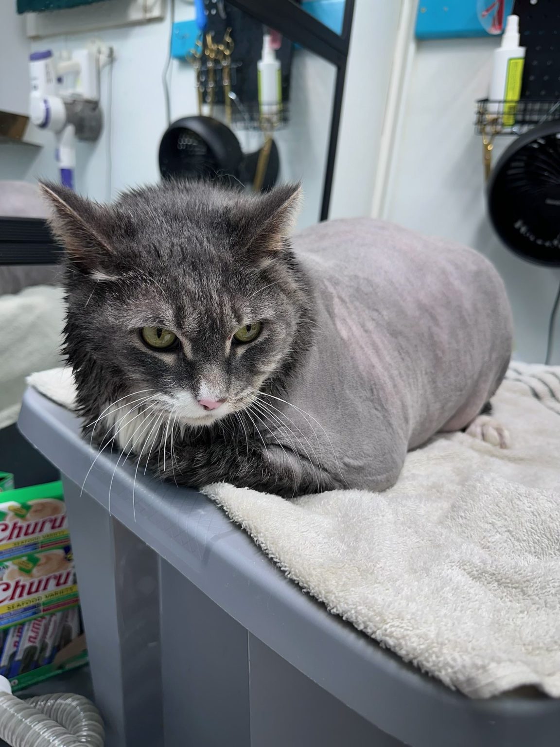 Zen Cat Grooming in Rochester Hills, MI | Cat Spa & Grooming Experts
