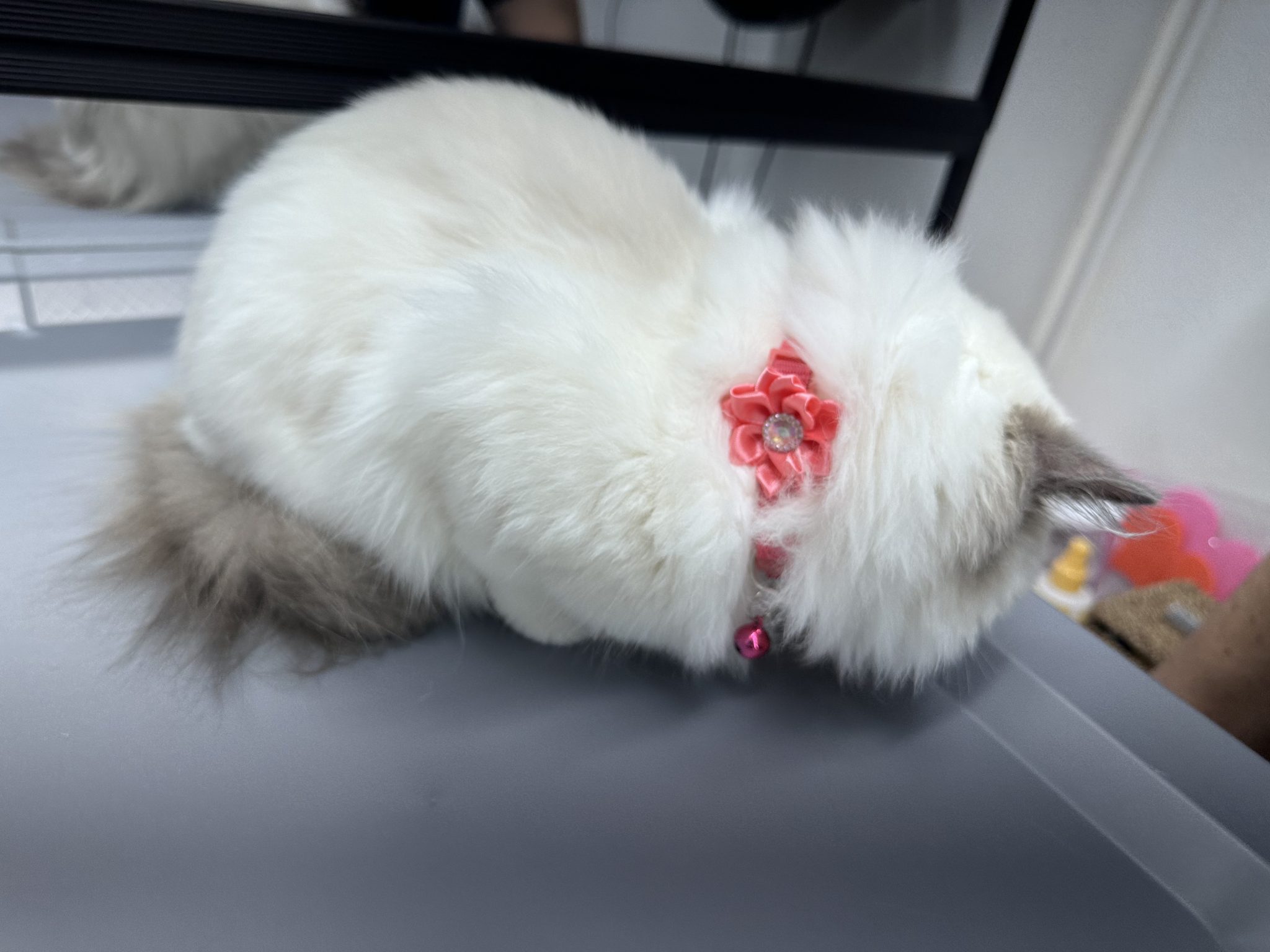 Zen Cat Grooming in Rochester Hills, MI | Cat Spa & Grooming Experts