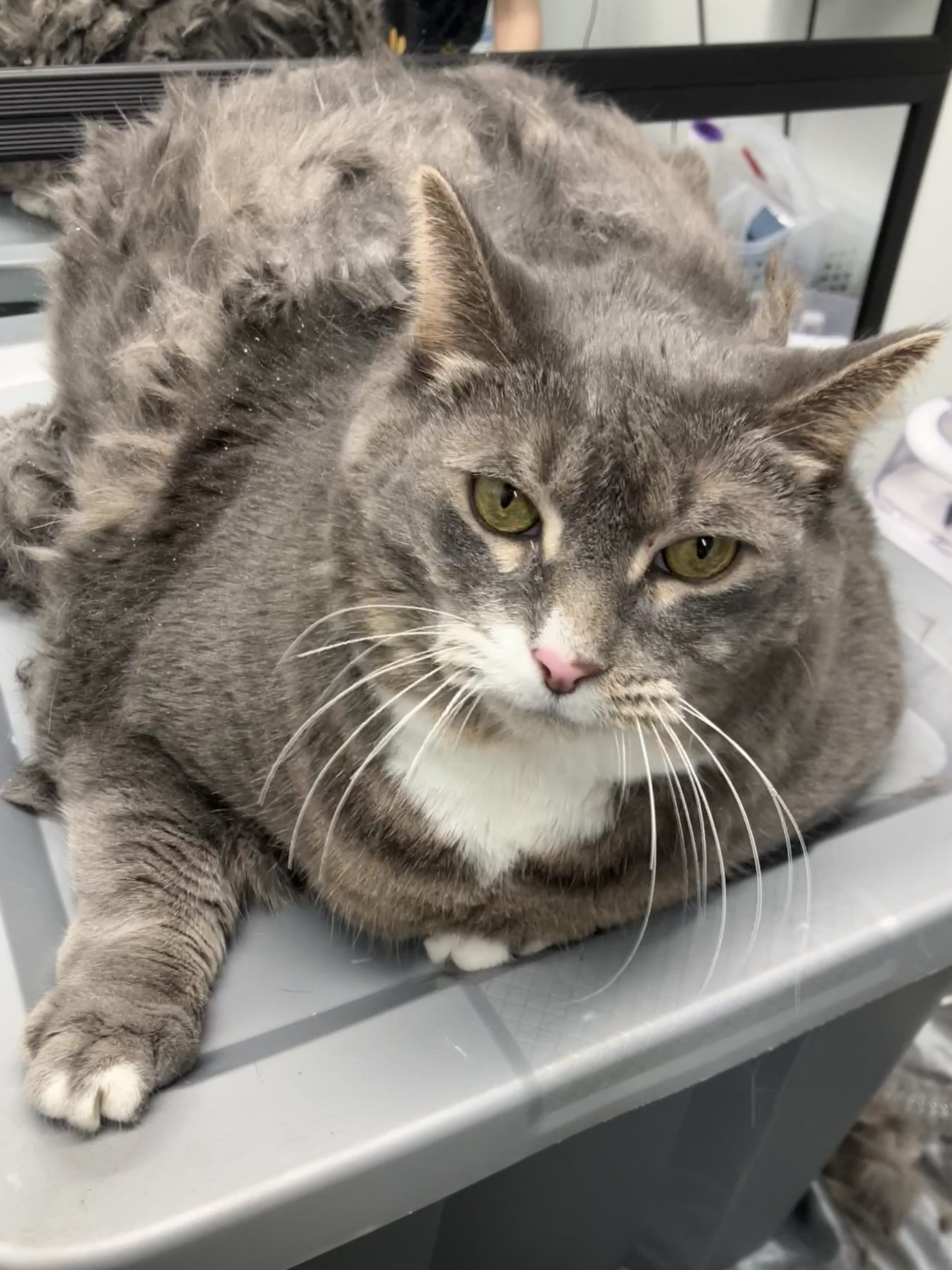 Zen Cat Grooming in Rochester Hills, MI | Cat Spa & Grooming Experts