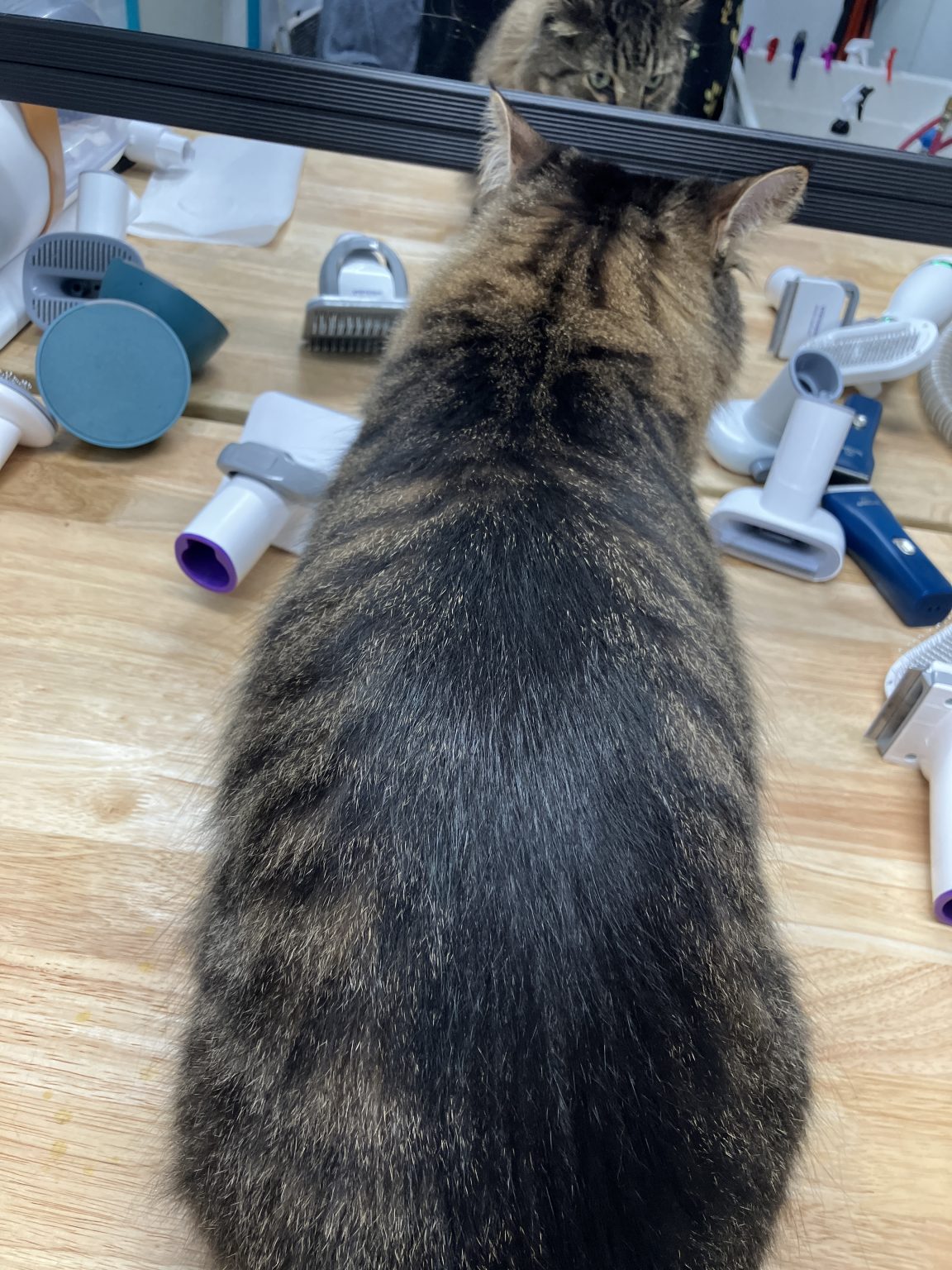 Zen Cat Grooming in Rochester Hills, MI | Cat Spa & Grooming Experts
