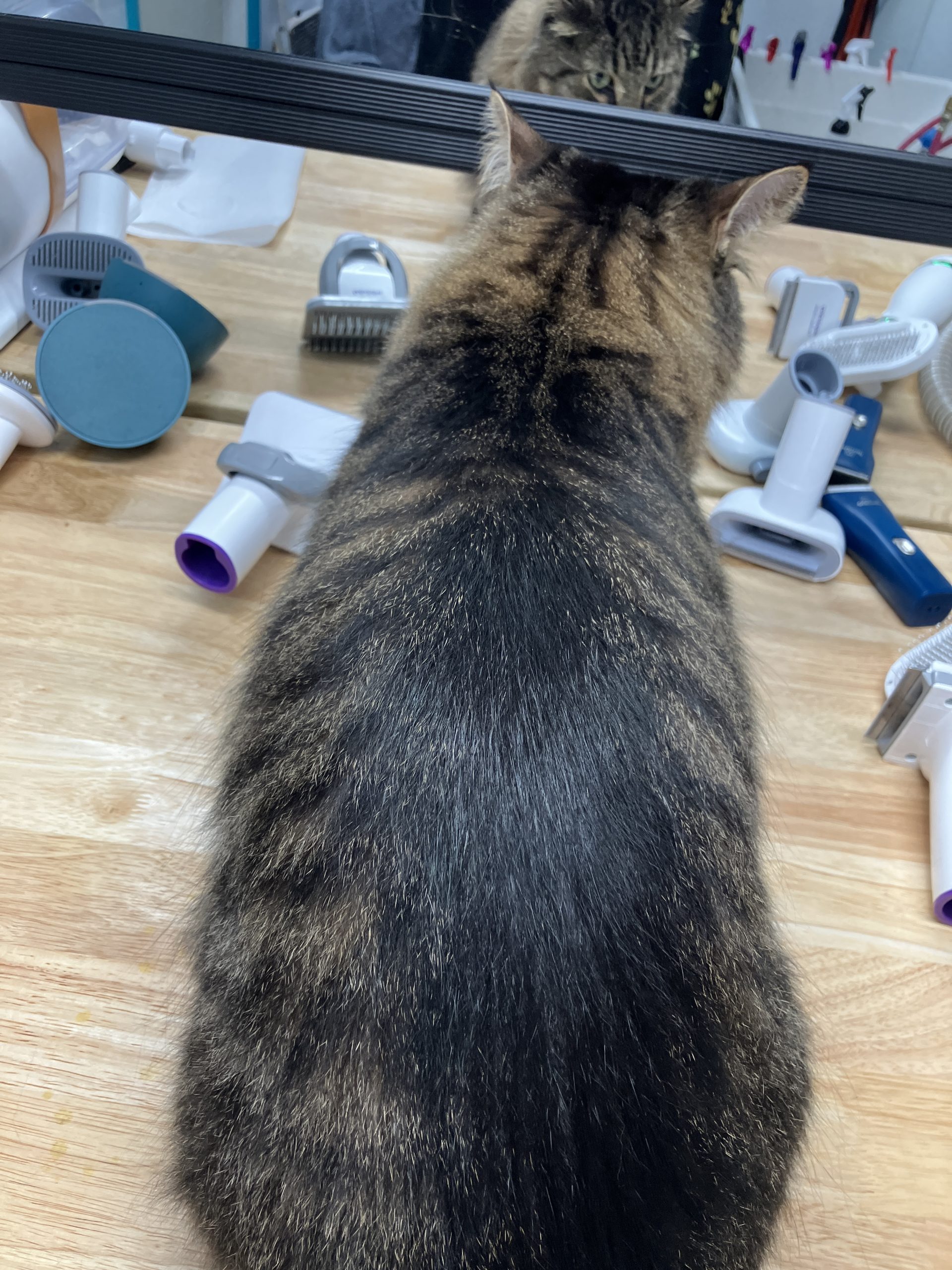 Zen Cat Grooming in Rochester Hills, MI | Cat Spa & Grooming Experts