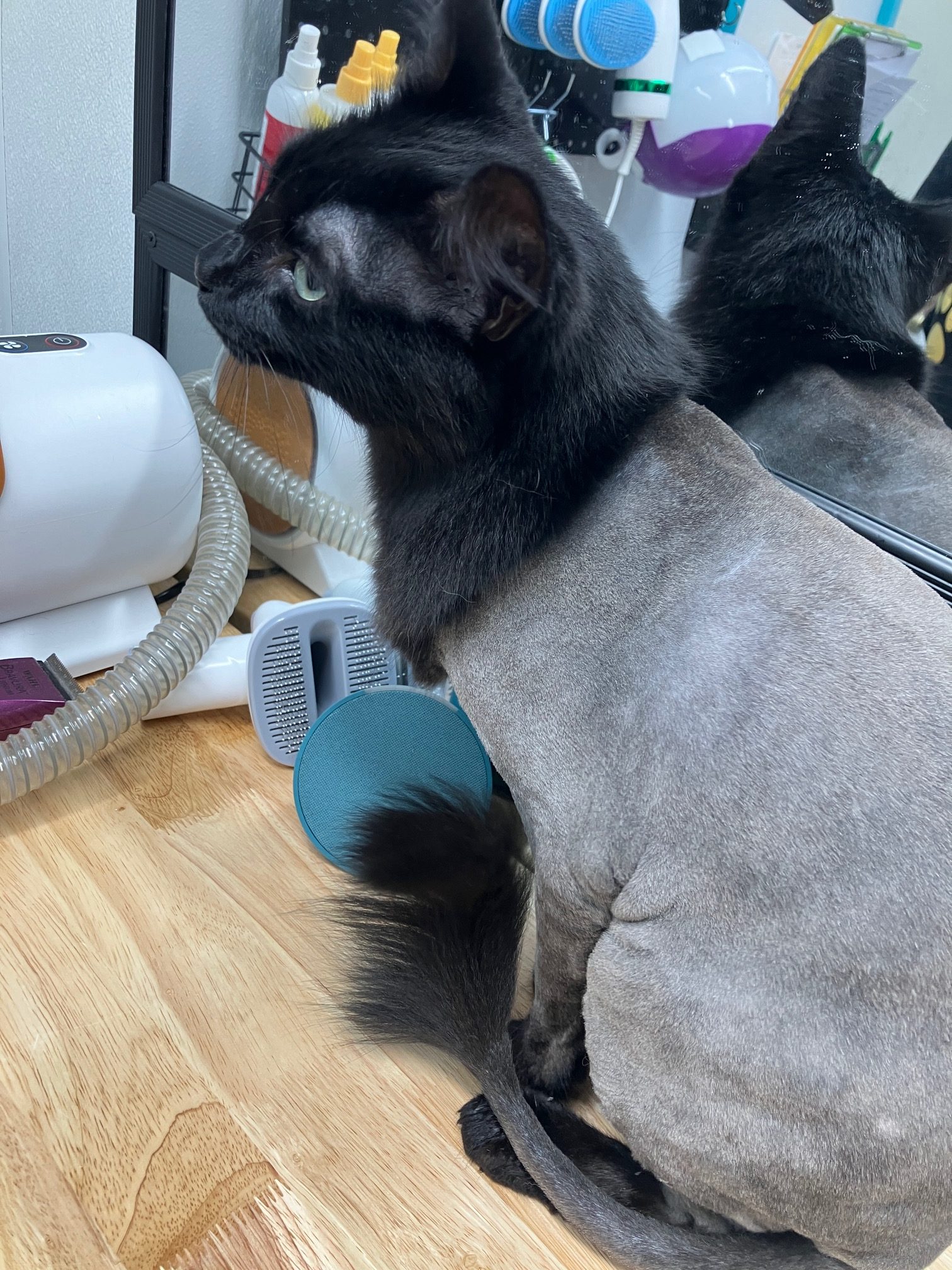 Zen Cat Grooming in Rochester Hills, MI | Cat Spa & Grooming Experts